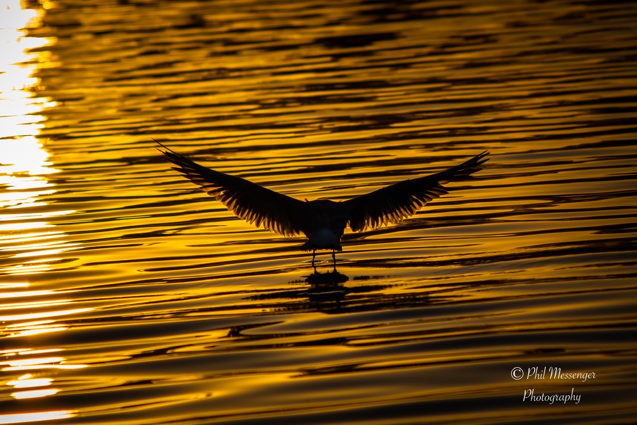 Phil Messenger Photography